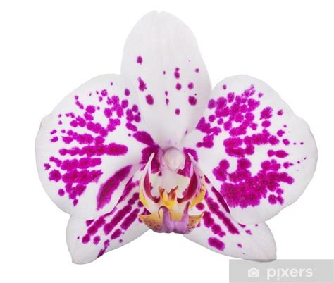 Wall Mural Single White Orchid Flower With Pink Spots Pixersuk