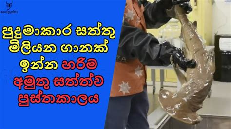 මේ වගේ අමුතු සත්තු එක්ක පරීක්ෂණ කරන්න කැමතිද Youtube
