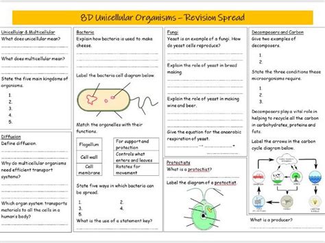 Unicellular Organisms Revision Spread Teaching Resources
