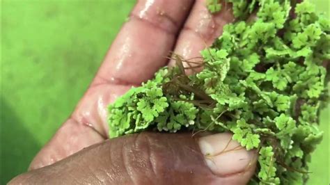 ការដំាចកអាហ្សូនឹងទឹកសូលុយហ្សុង ប្រើប្រាស់ម្តងបាន៣ខែទៅ៦ខែសម្រាប់ជាចំណី ត្រី កង្កែប អន្ទង់ ខ្យង