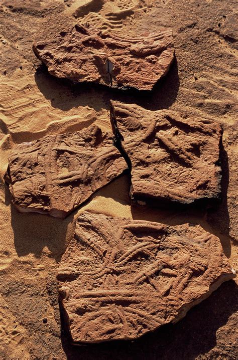 Trace Fossil Easy Definition At Sarah Gooding Blog