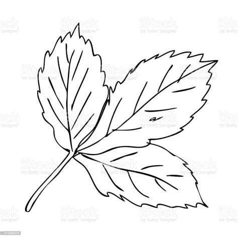 손으로 그린 딸기 잎은 자유형 복고풍 스타일입니다 스티커 카드 인쇄에 적합합니다 장식과 디자인을 위한 격리된 벡터 그림 건강한 식생활에 대한 스톡 벡터 아트 및 기타 이미지