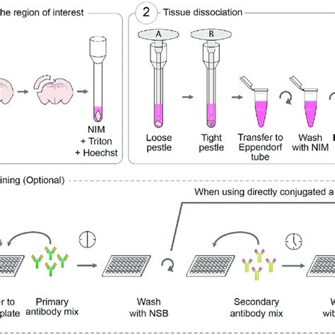 Pdf Miniaturization Of Smart Seq2 For Single Cell And Single Nucleus