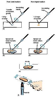Laboratory Techniques In Microbiology Smear Preparation And Simple Staining