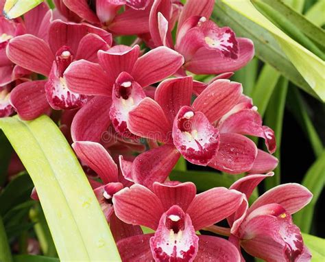 Red And White Dendrobium Orchid Stock Image Image Of Petals Flower