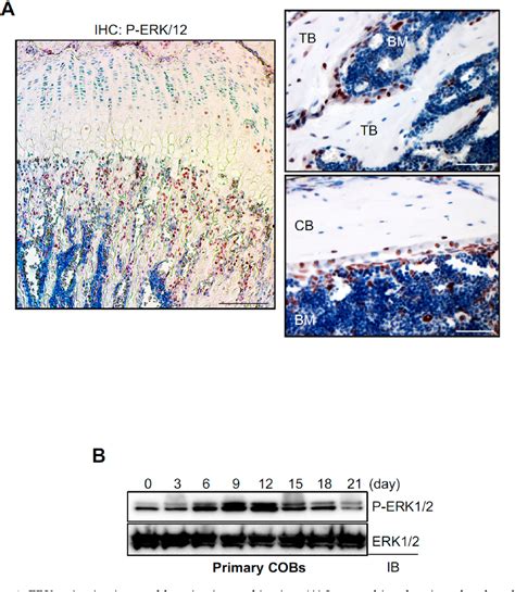 Figure 1 From The Erk Mapk Pathway Is Essential For Skeletal