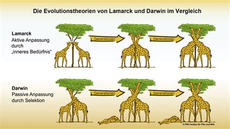 Evolution Und Optimierung Evolution And Optimization