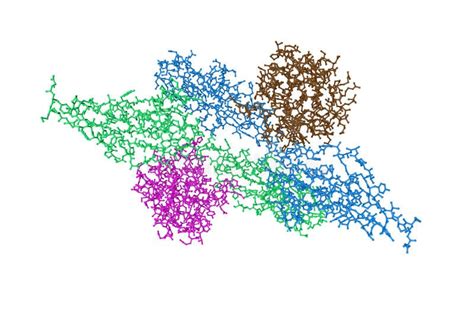 Fibroblast Growth Factor 1 Fgf1 In Complex With Extracellular Ligand