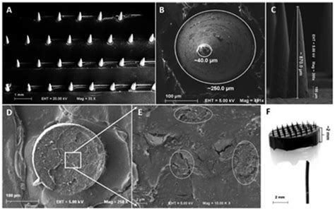 Biosensors Free Full Text Nanotechnology Enabled Biosensors A Review Of Fundamentals