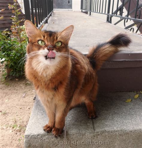 Cat Tongues On Wednesday Summers Fabulous Cat Life