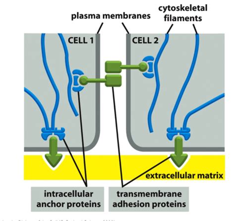 Cell Junctions And ECM Flashcards Quizlet