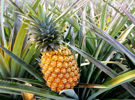Ang Alamat Ng Pinya Buklat Kuwentong Pilipino