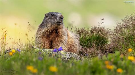 Świstak Alpejski Pozuje Do Zdjęcia