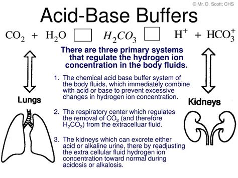 What Is An Acid Base Buffer System At Anthony James Blog