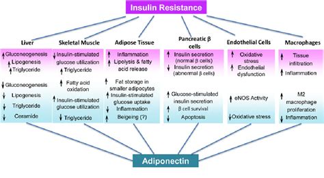 Figure 1 From Adiponectin Signaling And Function In Insulin Target Tissues Semantic Scholar