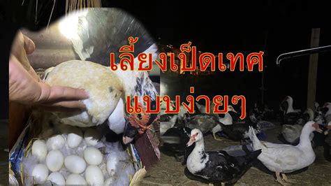 เลี้ยงเป็ดเลี้ยงไก่ มาดูเป็ดเทศ ที่เลี้ยงไว้ ພາມາເບີ່ງເປັດເທບ ຕອນກາງຄືນ Youtube