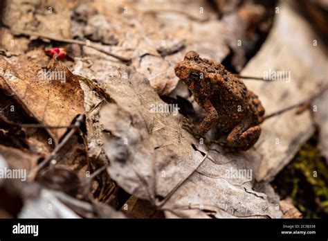 A Frog And Toad In The Forest Of Algonquin Stock Photo Alamy