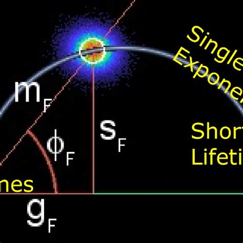 The Structure Of A Phasor Plot Is Shown Single Exponential Lifetimes Download Scientific