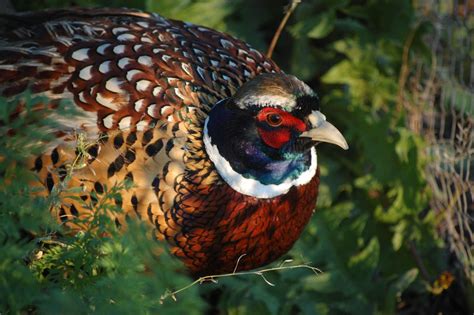 The Ring Necked Pheasant Has Seen Serious Habitat Loss Audubon