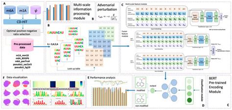 Interpretable Multi Scale Deep Learning For Rna Methylation Analysis Across Multiple Species