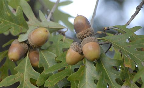 Oak Tree Acorns Oak Trees Is It Better To Plant An Acorn Or