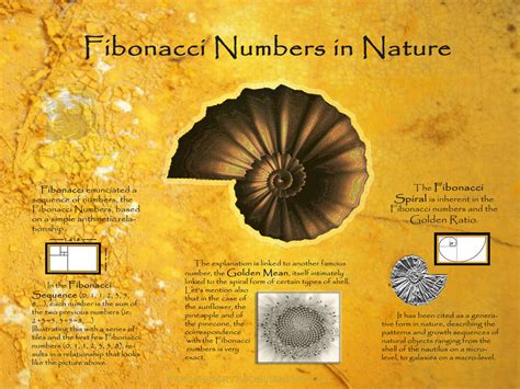 🔥 30 Fibonacci Wallpapers Wallpapersafari