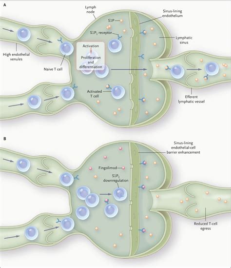 Fingolimod For Multiple Sclerosis Nejm