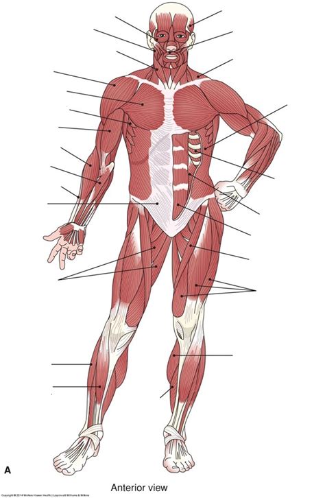 Anatomy Quiz Muscular System At Ben Morrow Blog