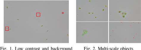 Figure 1 From Self Attention And Online Hard Example Mining Based Network For Marine Microalgae