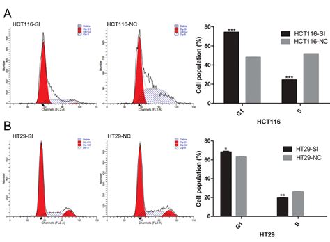 Effect Of Hnf1a As1 Knockdown On Crc Cell Cycle Progression In Vitro Download Scientific