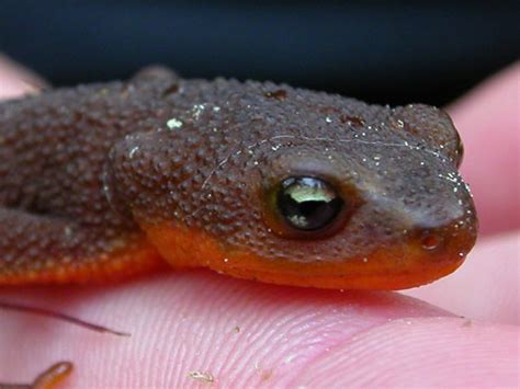 Rough Skinned Newts Surprisingly Toxic