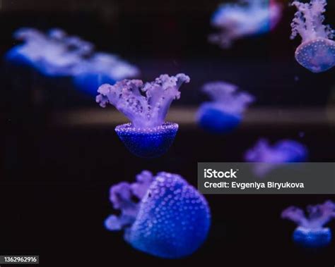 검은 색 배경에 밝은 보라색 해파리의 그룹 색상 2022 매우 페리 2022년에 대한 스톡 사진 및 기타 이미지 2022년 검은색 과학 Istock