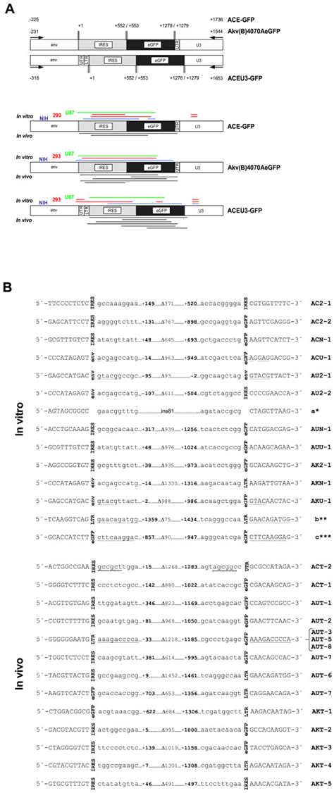 Distribution And Sequence Analysis Of Vector Recombinants A