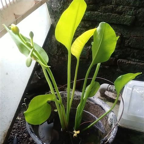 Jual Sayur Genjer Tanaman Genjer Segar Perikat 500 Gram Shopee Indonesia