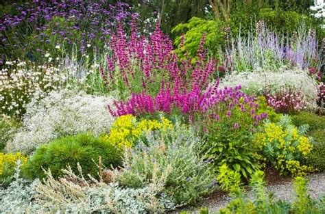 Drought Tolerant Plants