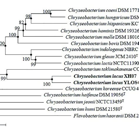phylogenetic reconstruction based on the concatenated sequences of