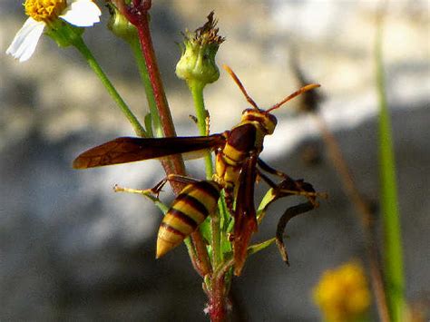 Types Of Paper Wasps Pictures And Identification Green Nature