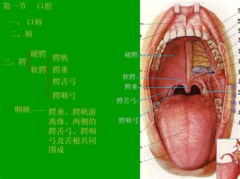 口腔软腭发炎图片 图库 五毛网