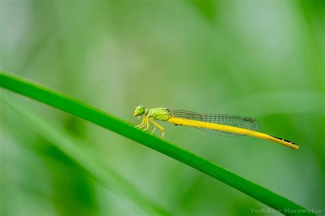 キイトトンボ 虫の写真と生態なら昆虫写真図鑑ムシミル