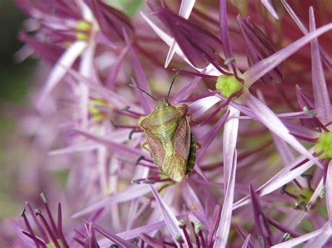 300000 Free Tarnished Plant Bug And Bug Images Pixabay