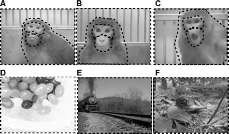 Examples Of Stimuli Used In Eye Tracking Experiment Top Row Depicts