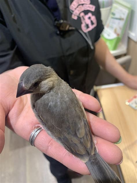 Can Anyone Identify The Sex For Me R Finches