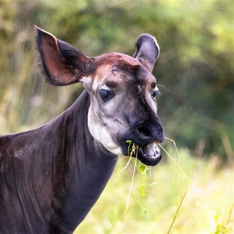 Premium Photo Adult Okapi Grazing On Lush Foliage This Species Is