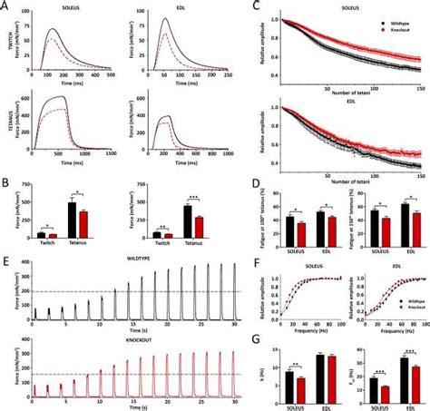 Contractile Properties Of Isolated Slow And Fast Skeletal Muscles Are