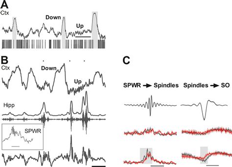 Neocortical And Hippocampal Recordings Schematizing The Prominent