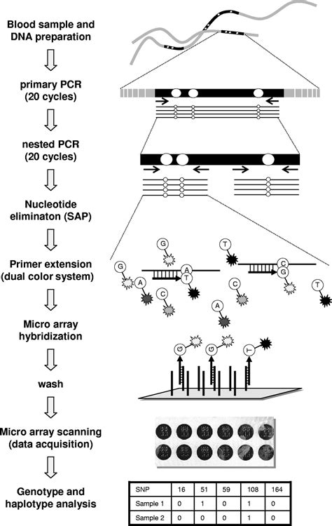 Rapid Microarray Based Method For Monitoring Of All Currently Known