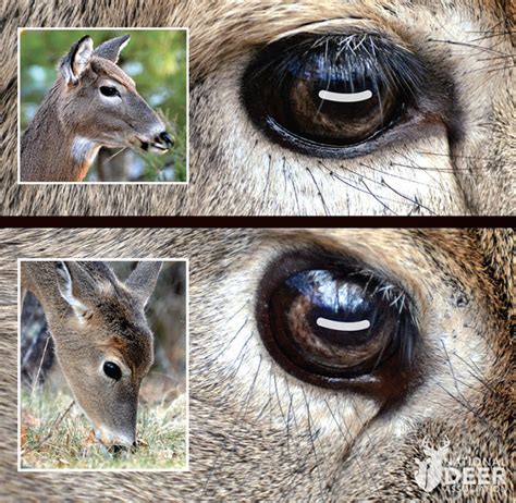 Deer Eye Colour