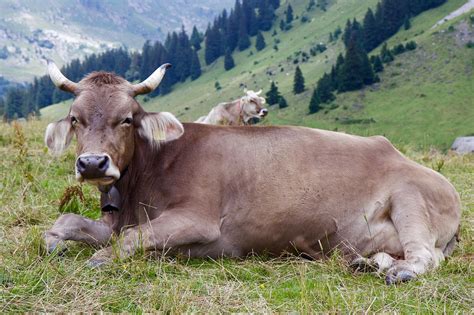 Brown Swiss Cow With Horns
