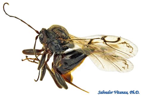 Hymenoptera Cynipidae Atrusca Aggregata Gall Wasps Female L Urban Programs El Paso County