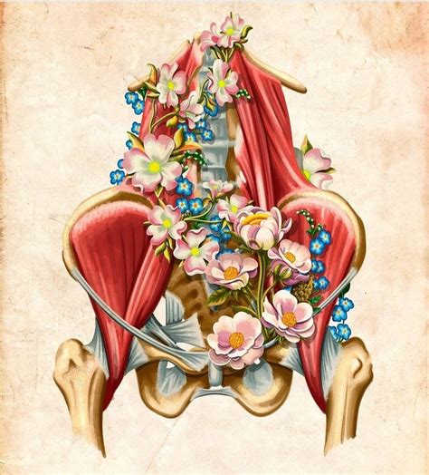 Dra Barbara Naud Allard On Linkedin Iliopsoas Root Equilibrium Core Posture